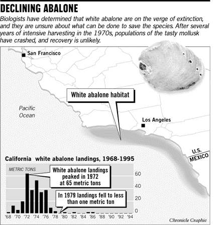 State Experts in Race to Save White Abalone From Extinction