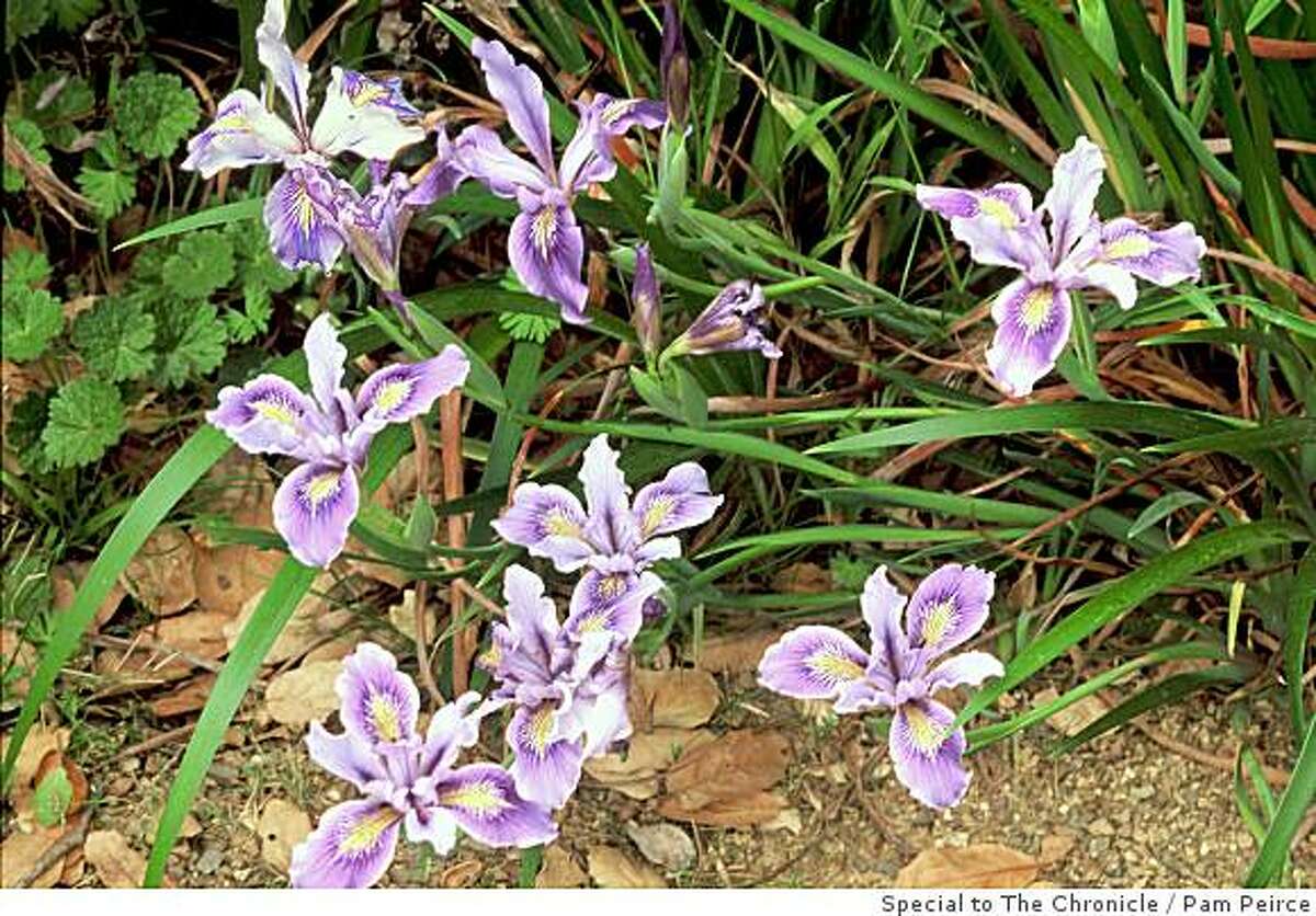 Caring for and dividing wild and hybrid irises