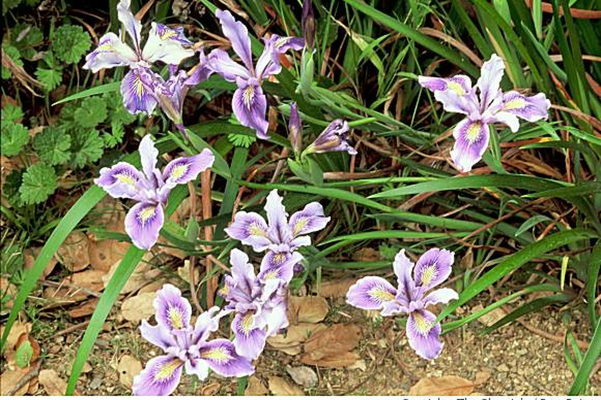 Caring for and dividing wild and hybrid irises