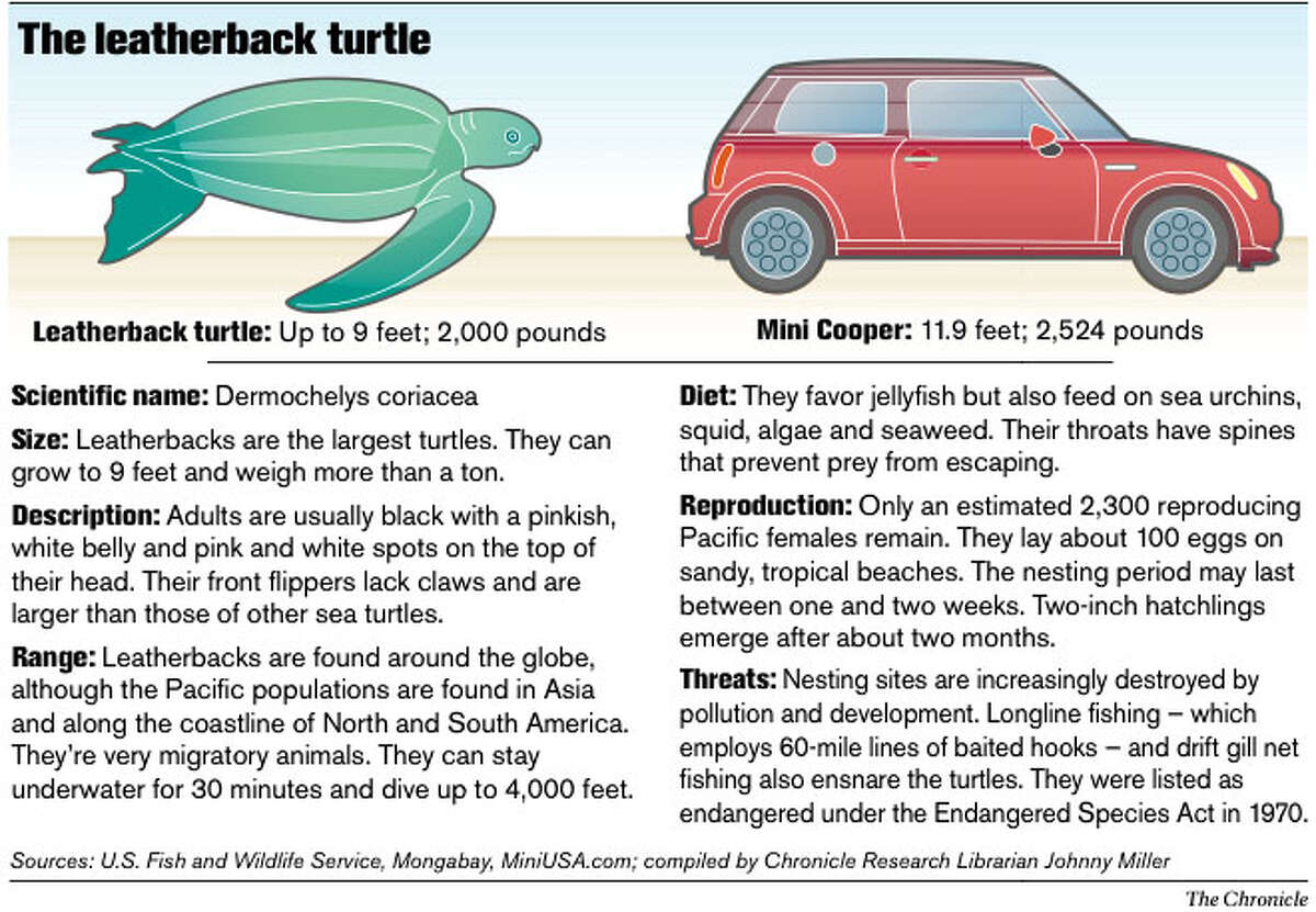 Scientists follow turtles for their own good
