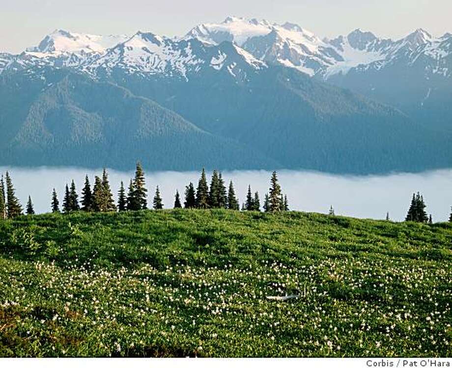 Biological splendor at Olympic National Park - SFGate