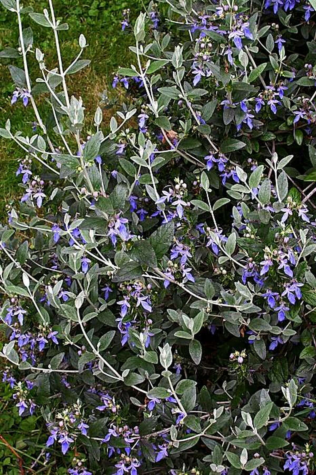 T. fruticans 'Azureum' a hardy evergreen