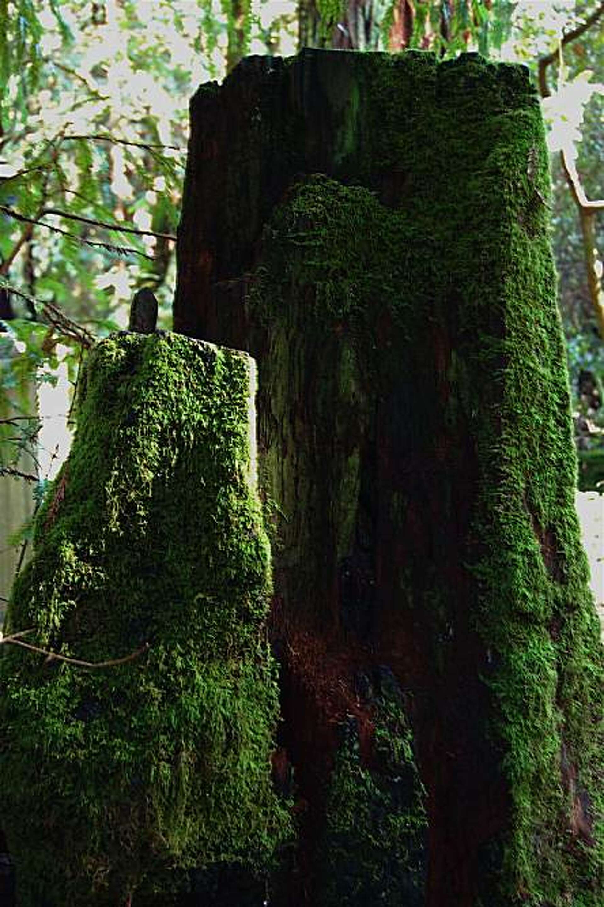 Mosses deserve a closer look