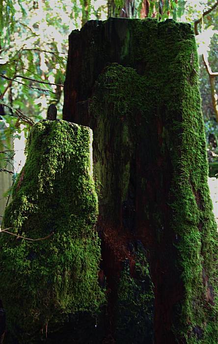 Mosses deserve a closer look