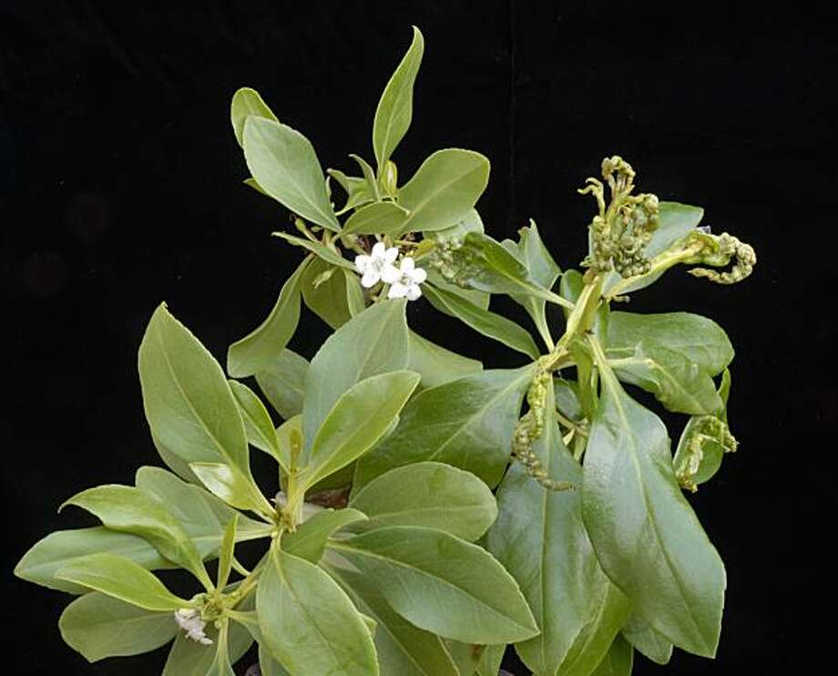 Myoporum tree threatened by thrips - SFGate