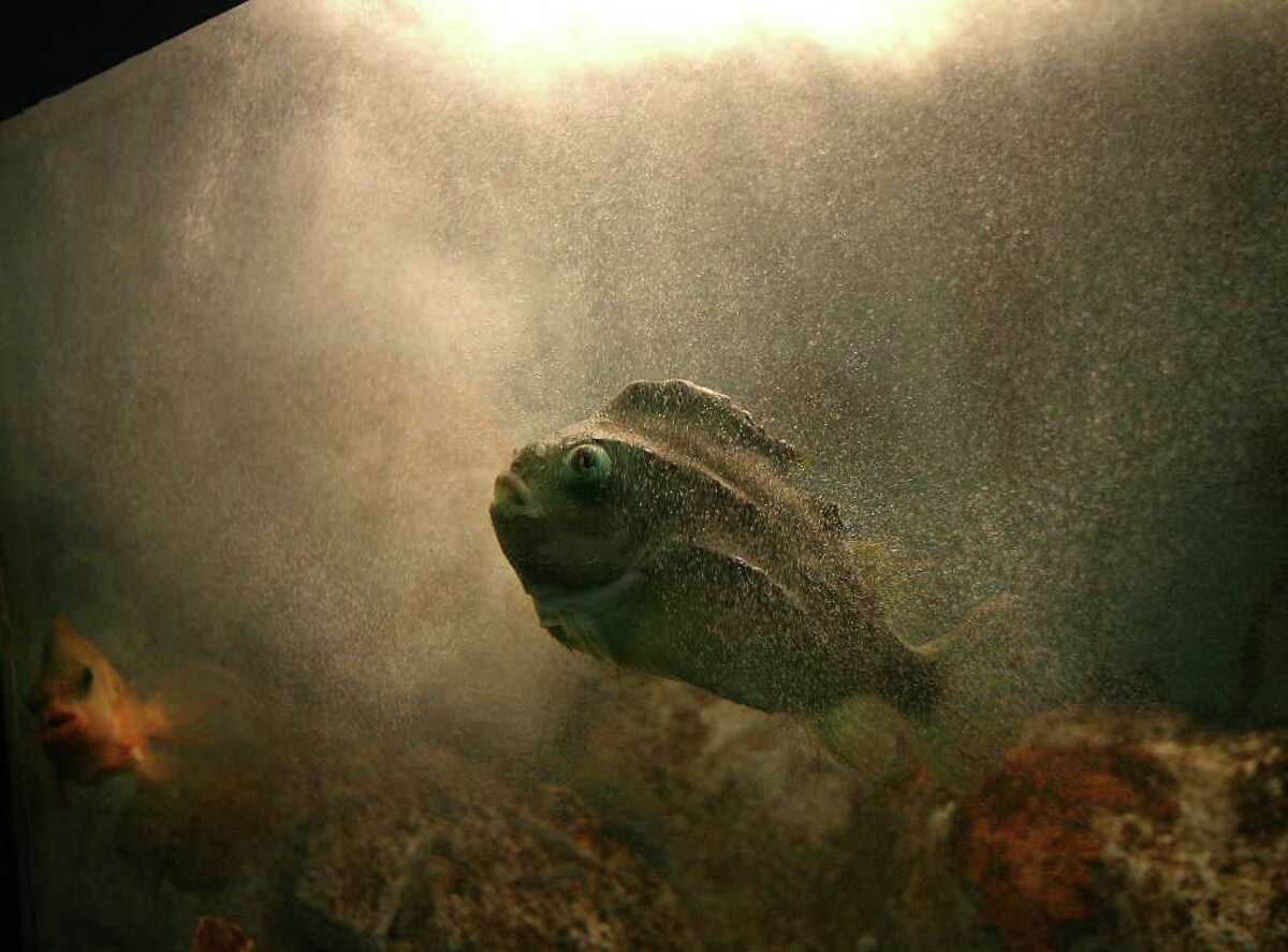 Norwalk's Maritime Aquarium to unveil its 'FINtastic RefurbFISHment'