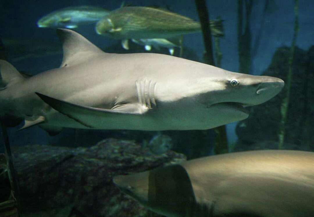 Norwalk's Maritime Aquarium to unveil its 'FINtastic RefurbFISHment'