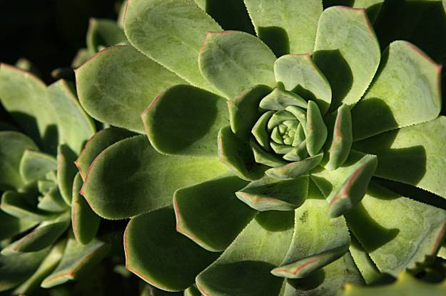 PlantSF turns pavement into a garden spot