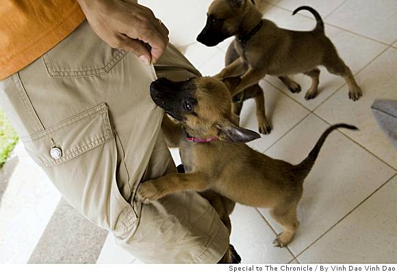 Cambodia training mine-detecting dogs