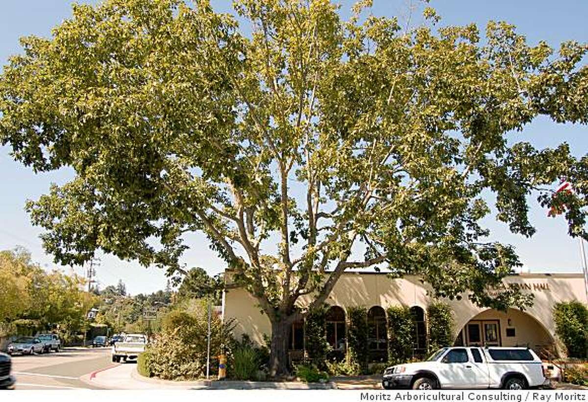 California bay laurel will return after cutting