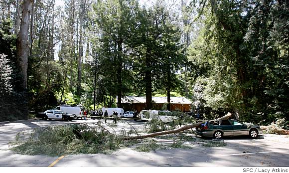 100 more Stern Grove trees called hazardous