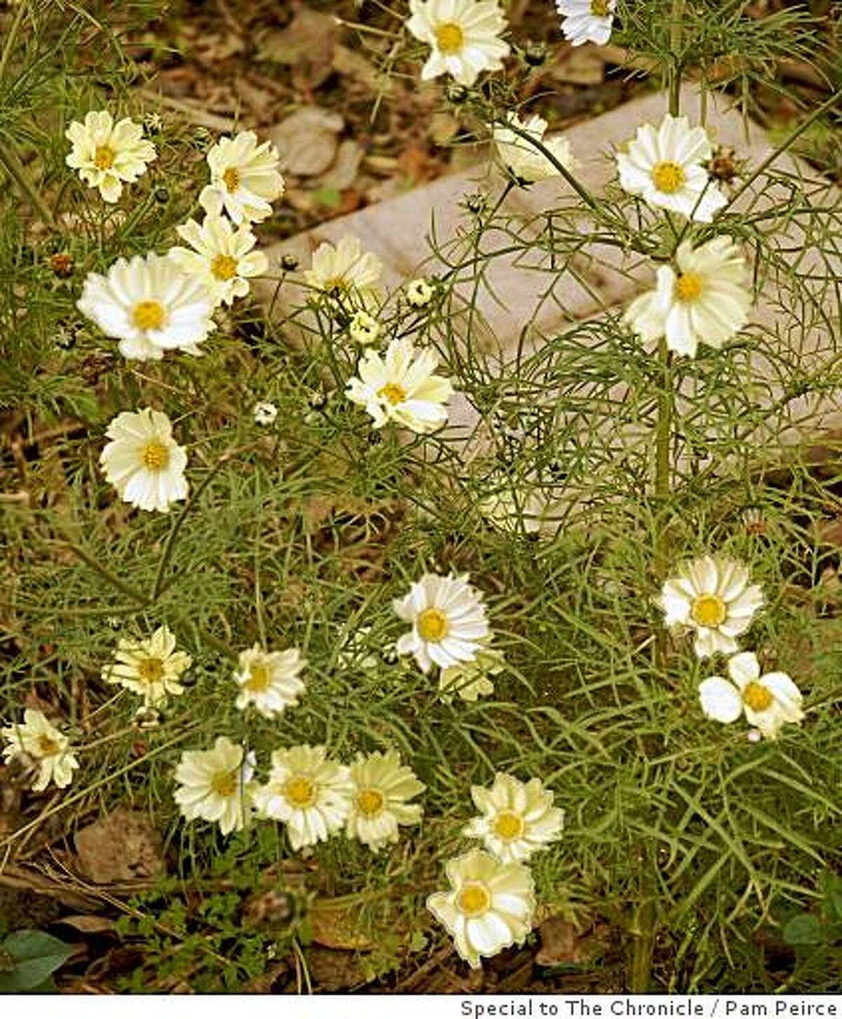 Easy-to-grow cosmos plants bring color, butterflies