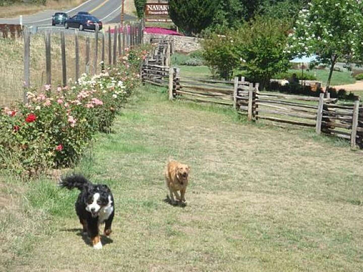 Mendocino County's dog-friendly wineries