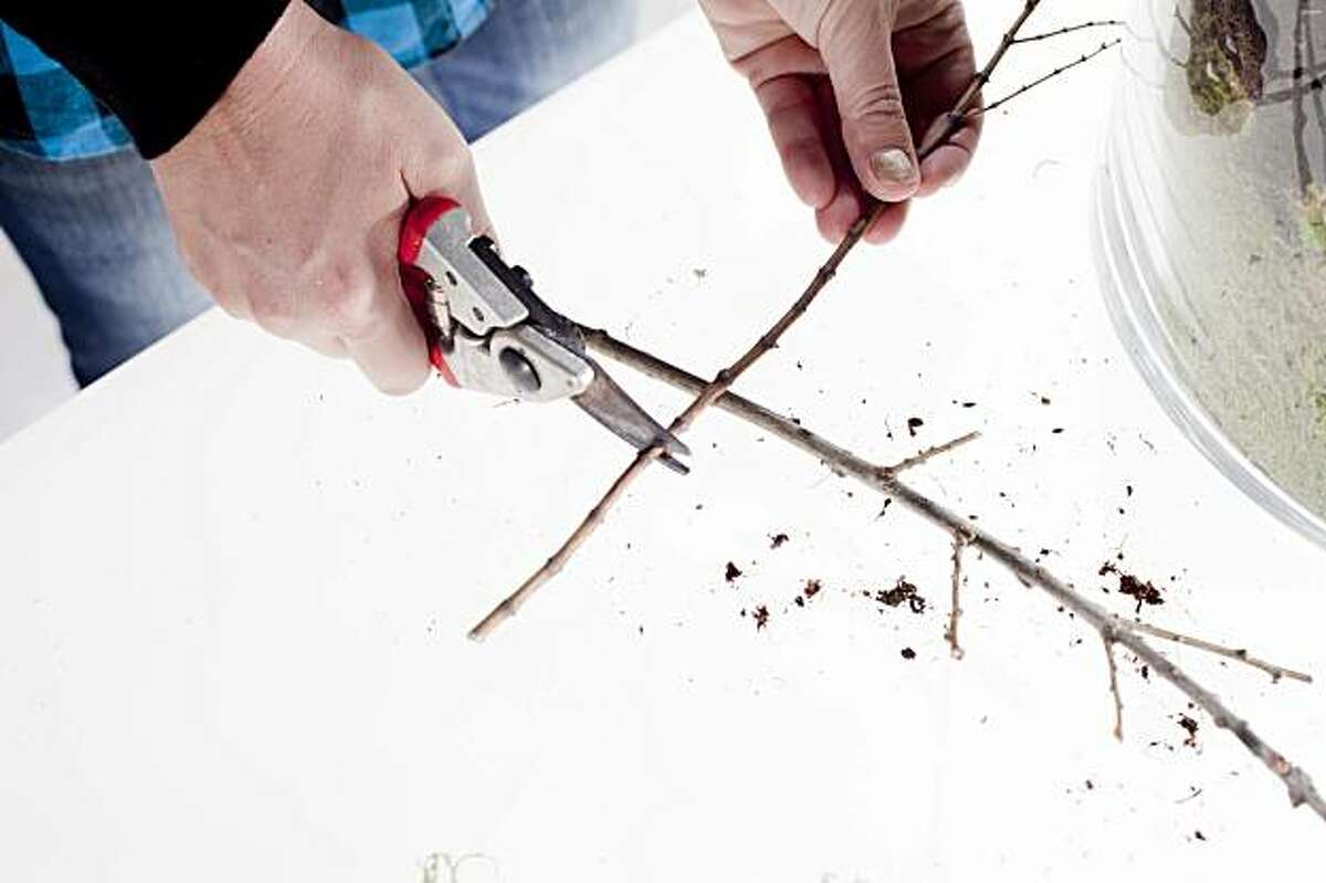 Do-it-yourself arrangements festive, rewarding