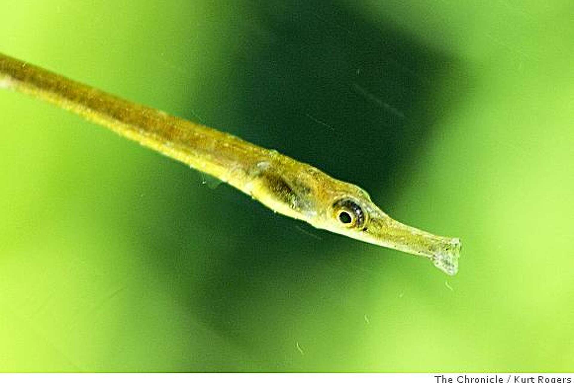 Male bay pipefish are the ultimate fathers