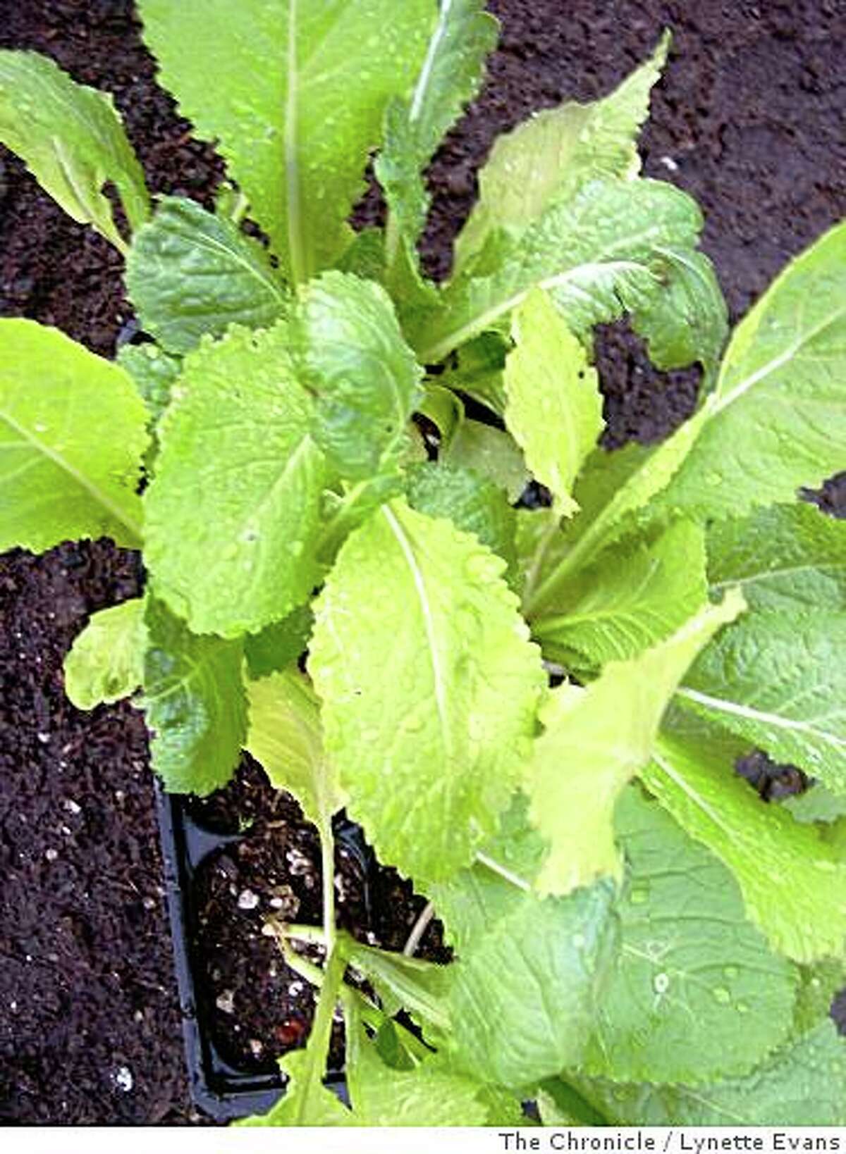 Plant of the Week: Mustard