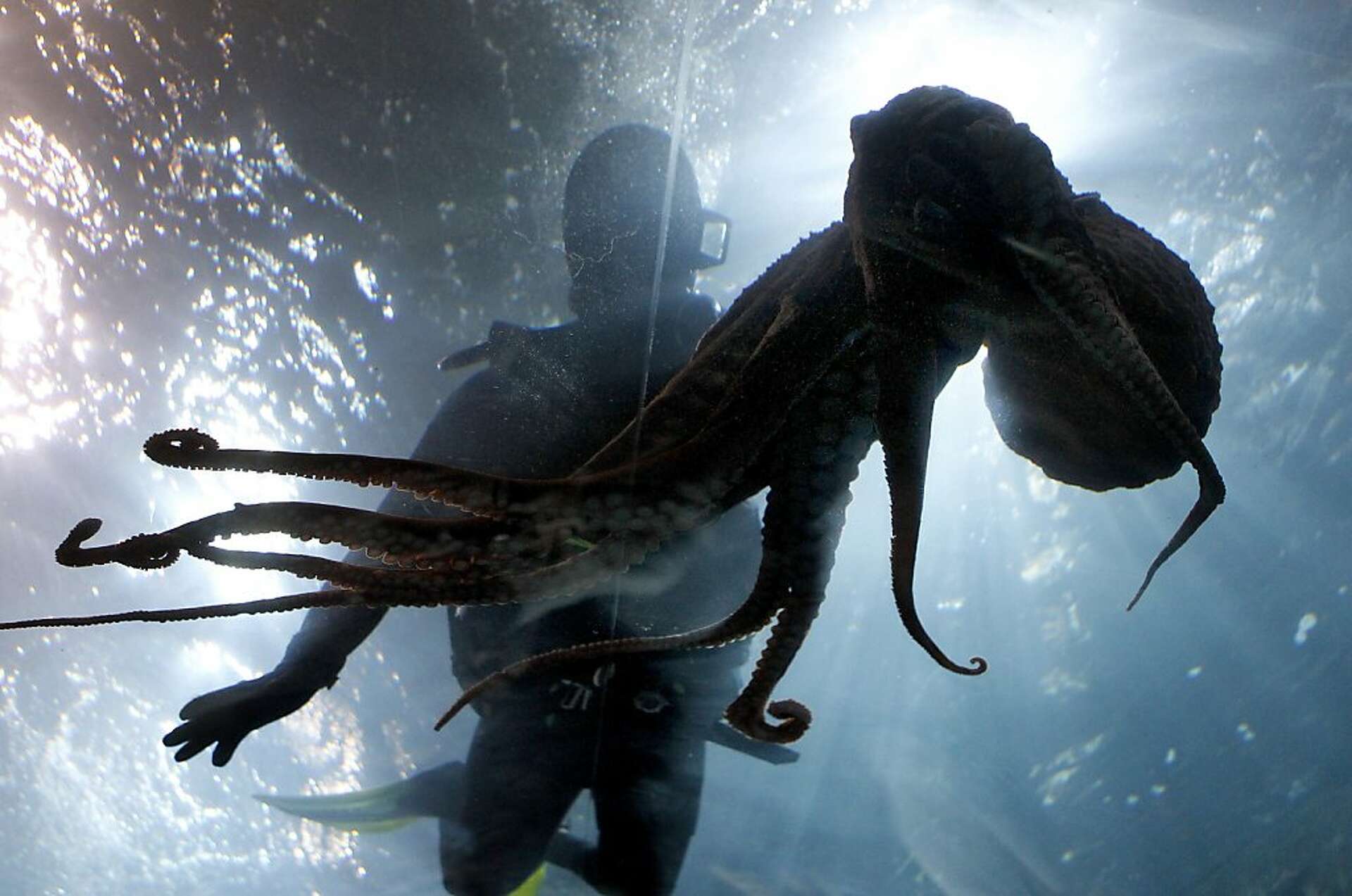 3 giant Pacific octopuses join Aquarium of the Bay