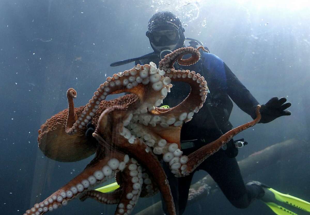 3 giant Pacific octopuses join Aquarium of the Bay
