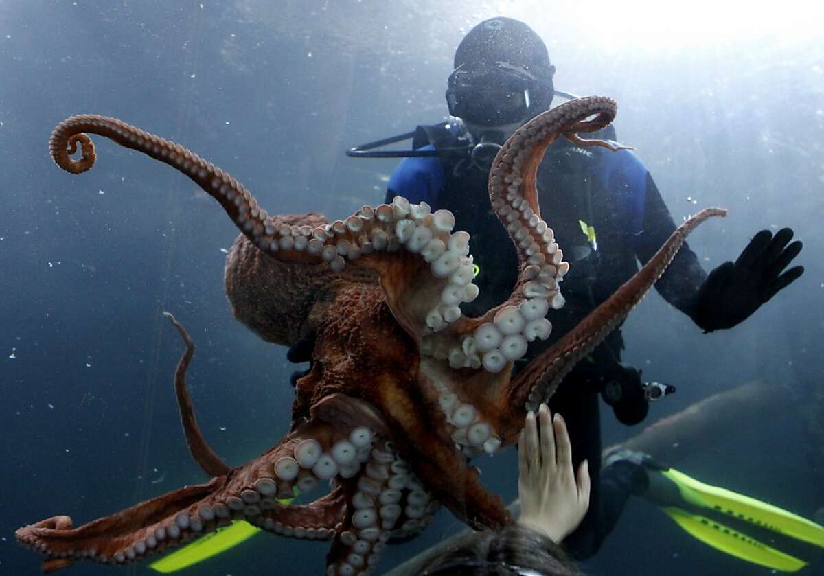 3 giant Pacific octopuses join Aquarium of the Bay