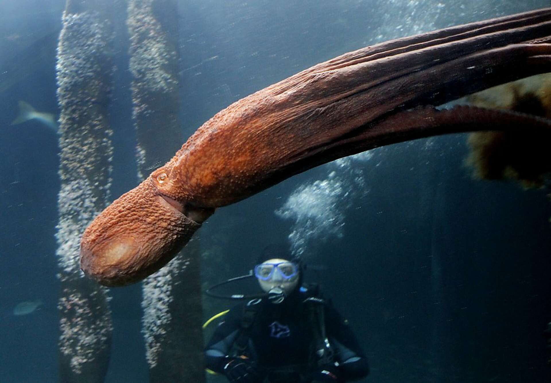 3 giant Pacific octopuses join Aquarium of the Bay