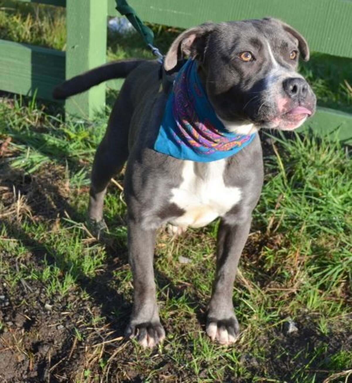 Dog breeds that have attacked the most people