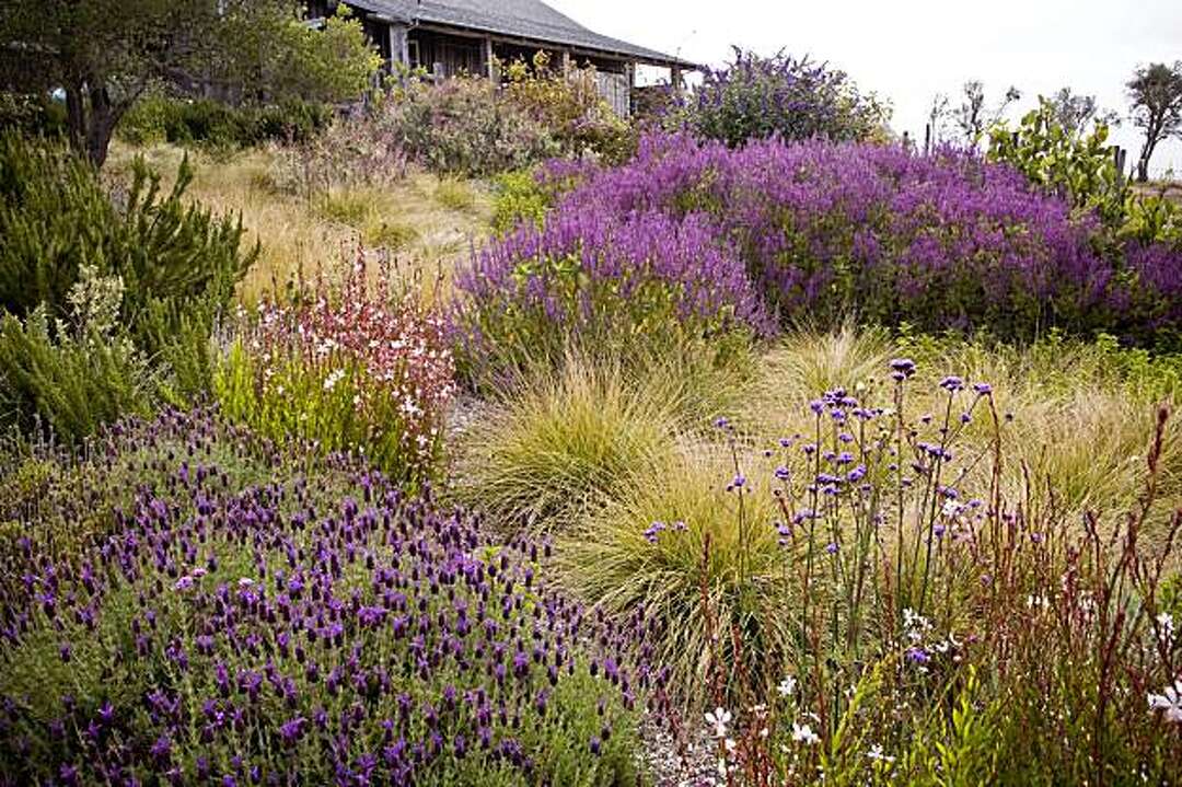 Greenlee pushes 'The American Meadow Garden'