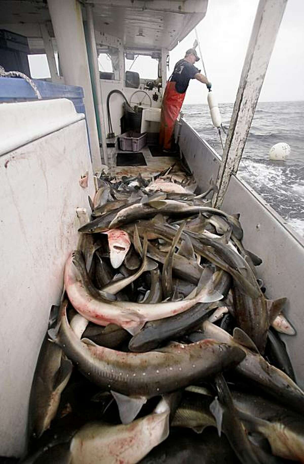 Cape Cod fishermen fume over dogfish rules