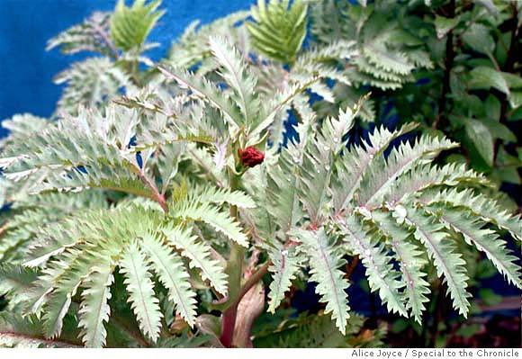 Melianthus: Shrub makes a lot of scents