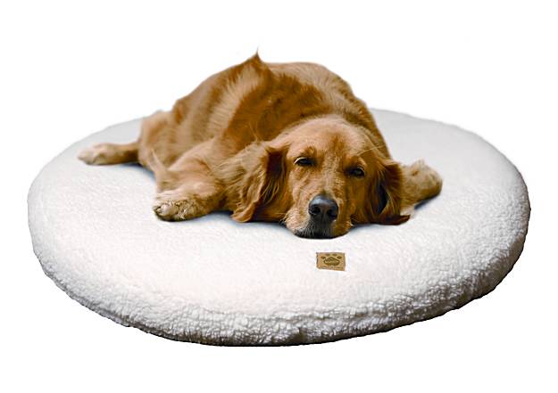 Creature comfort: claw-proof inflatable dog bed