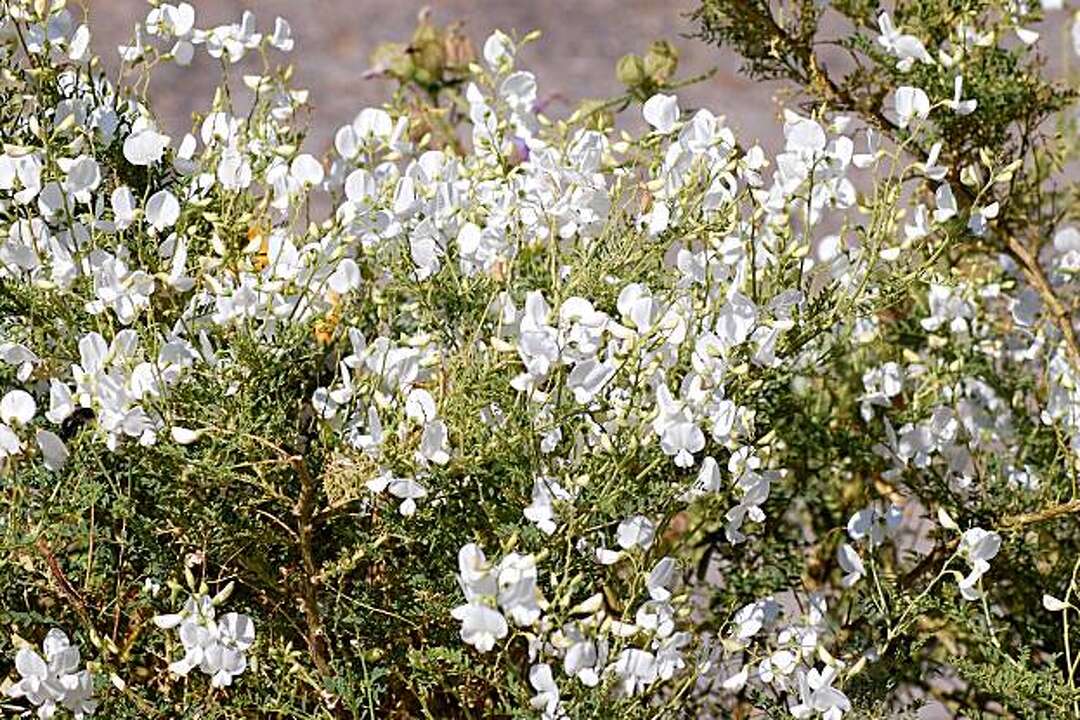 'Darling Pea' a popular 'pea' plant