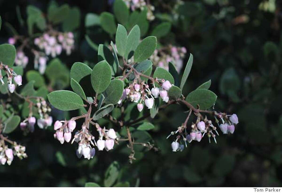 Mysterious manzanita baffles homeowners