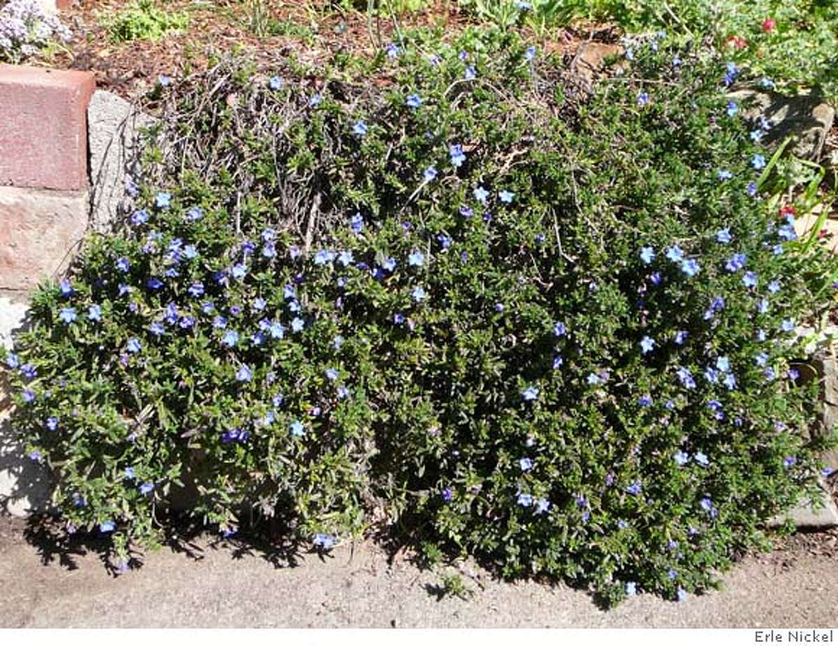 Lithodora: Intense blue blooms on hardy shrub