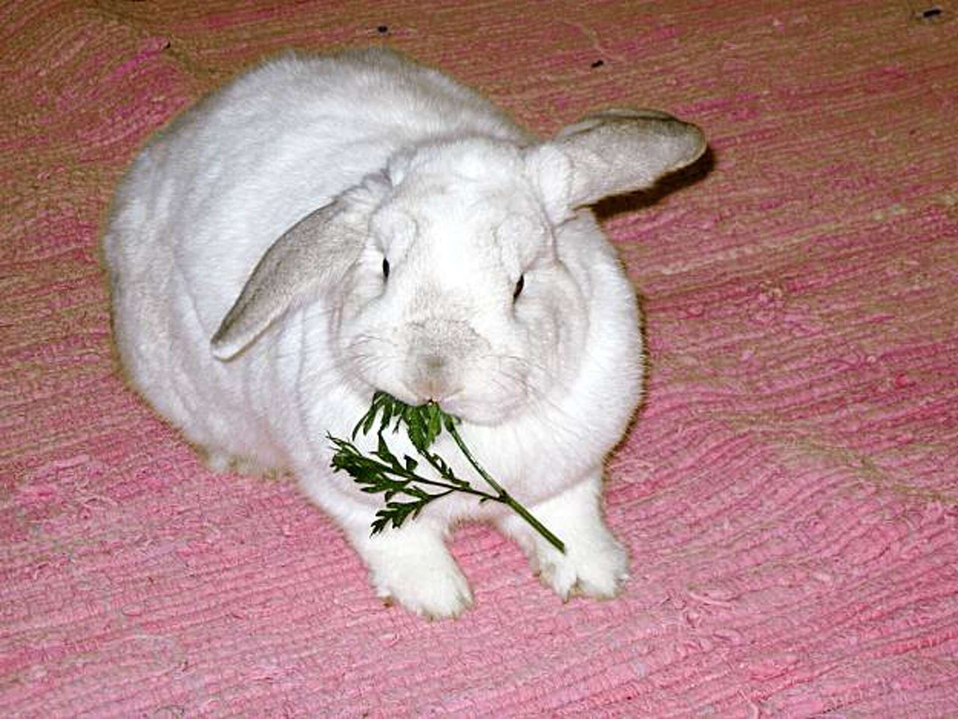 Jumping with joy over pet rabbit