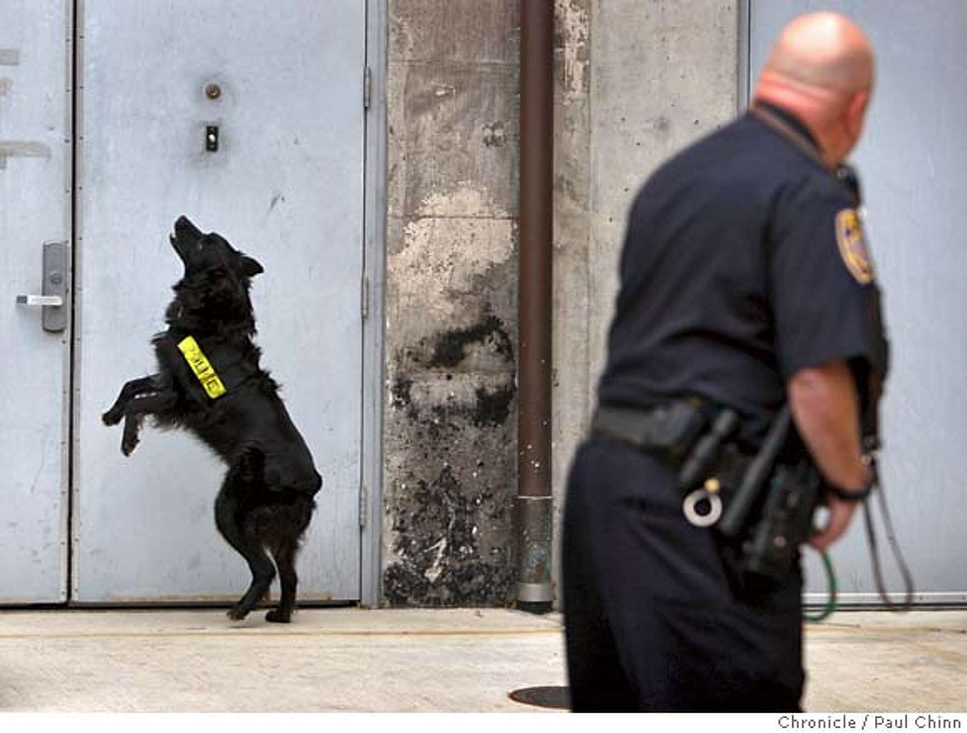 Cal's K-9 partners sniff for bombs, not bones