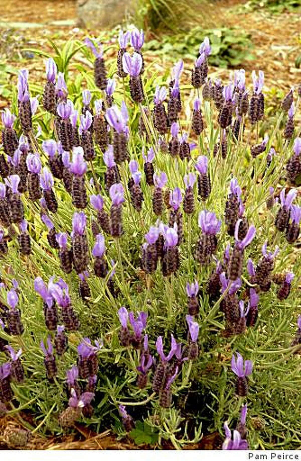 Lavender, rosemary shrubs thrive on hills