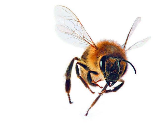 Bee-friendly garden a hive of activity for show