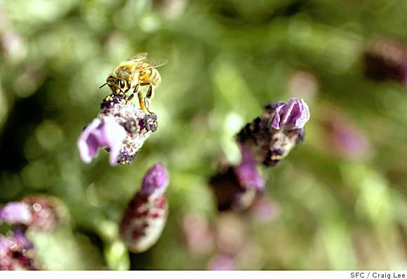 Bugging out: Beyond pesticides - vintners who see insects as vineyard ...
