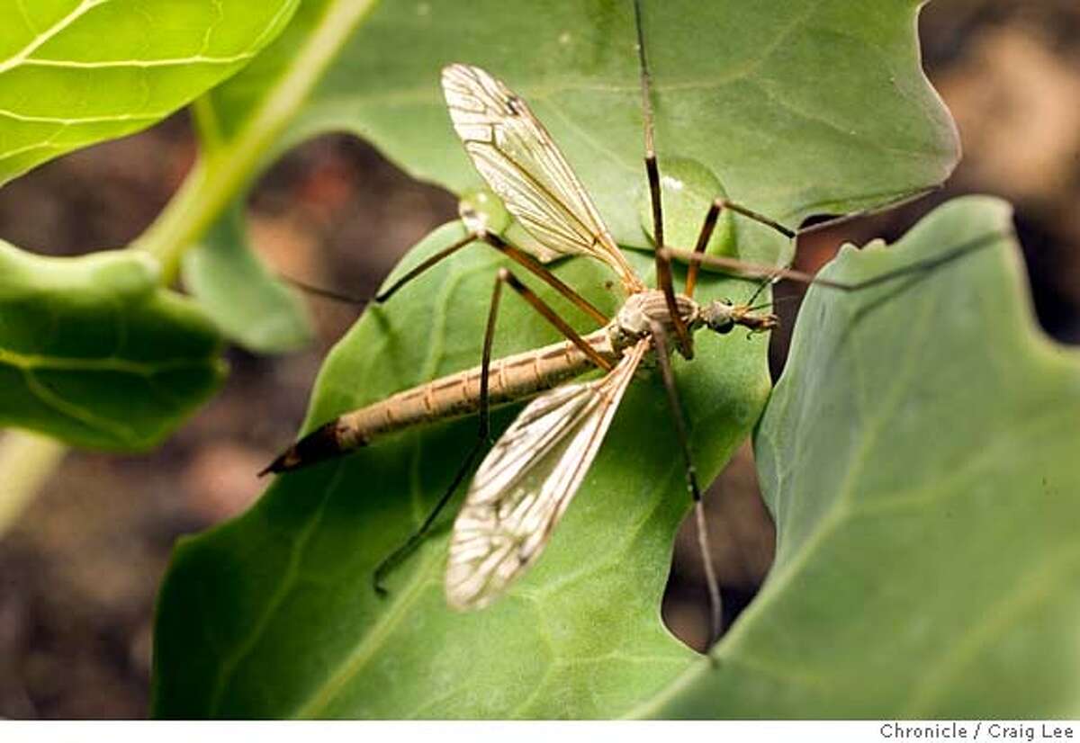 Bugging out: Beyond pesticides - vintners who see insects as vineyard ...