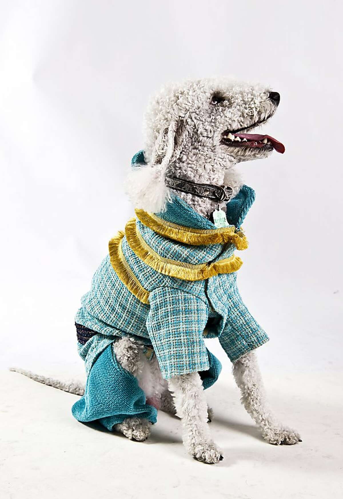 Haute Dog fashion show brings out prime pooches