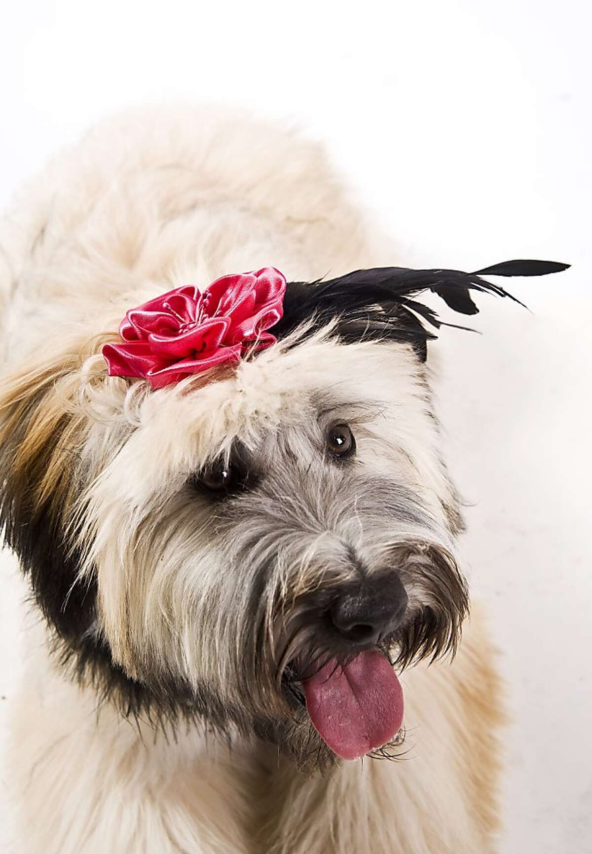 Haute Dog fashion show brings out prime pooches
