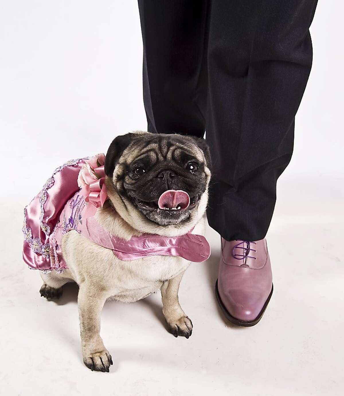 Haute Dog fashion show brings out prime pooches