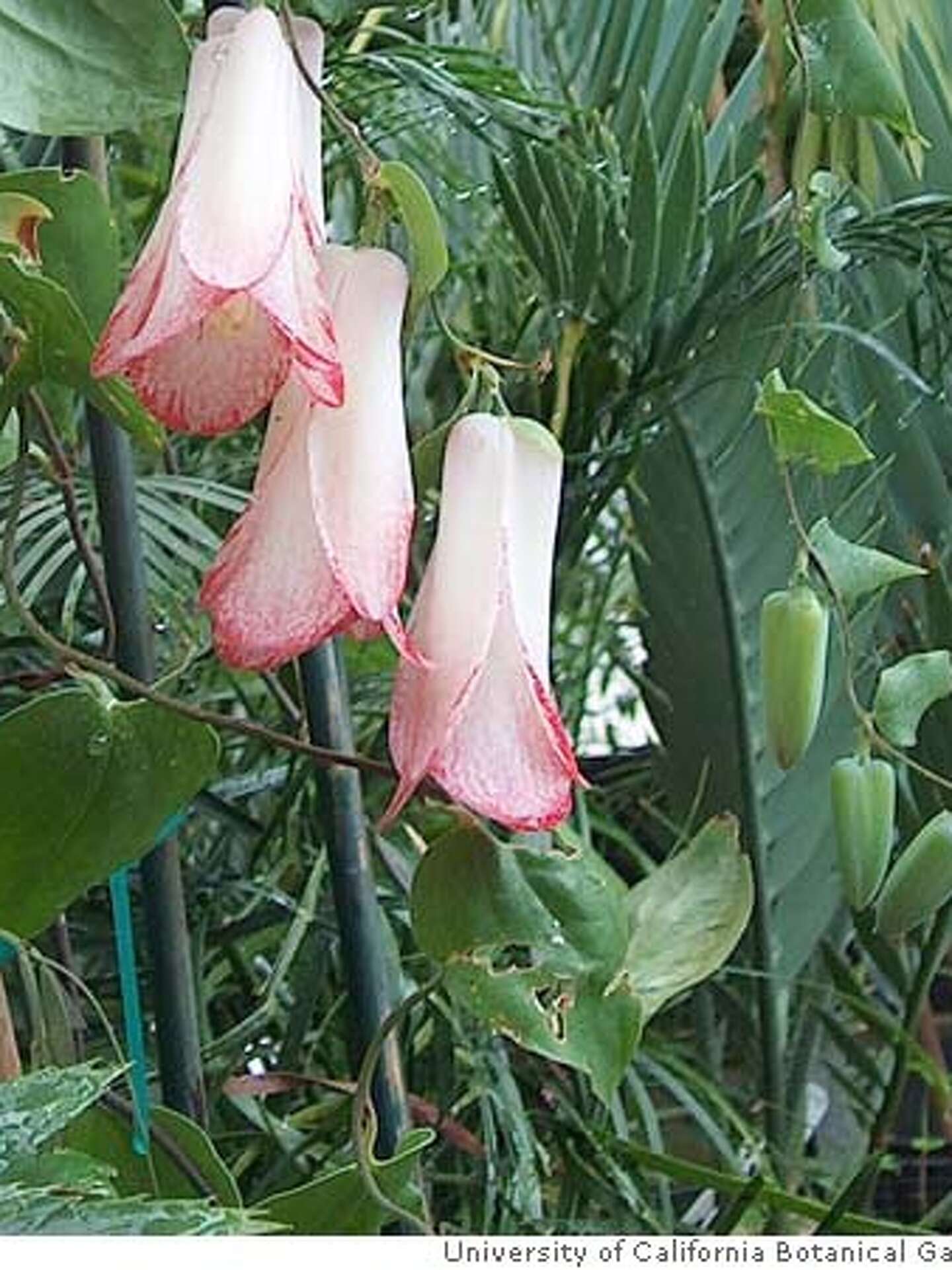 Chilean bellflower: Flowers with some flair