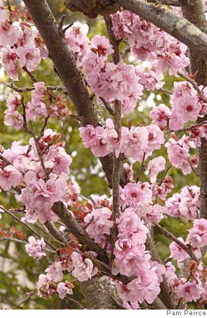 Go fruitless to keep vermin from fruit trees