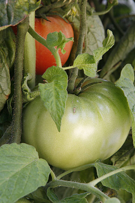 Summer tomatoes get cold shoulder