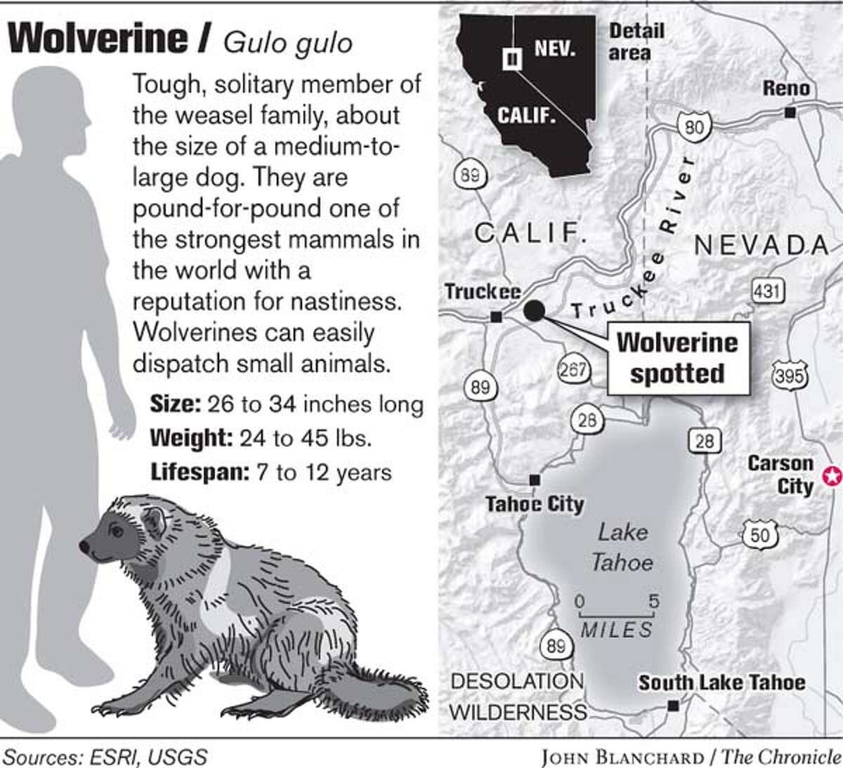 It's true: wolverine is thriving near Tahoe