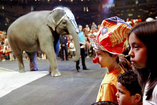 S.F. board votes to ban wild, exotic animal performances in city