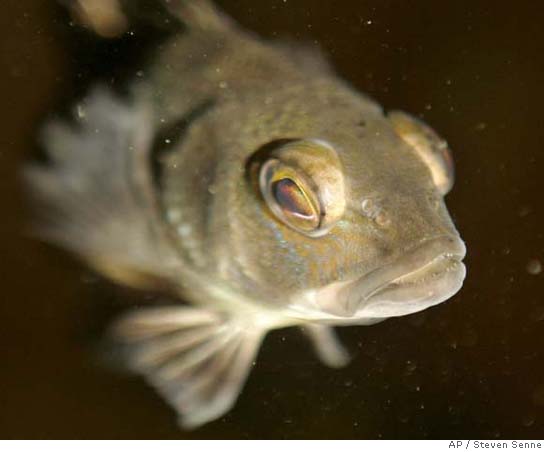 Training fish to catch themselves