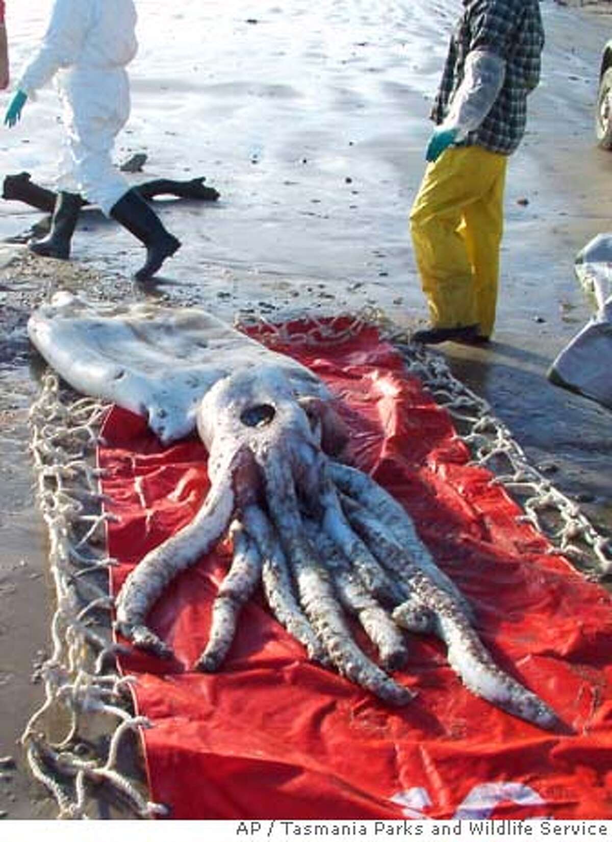 Squid's beak offers insight into improving human prosthetics