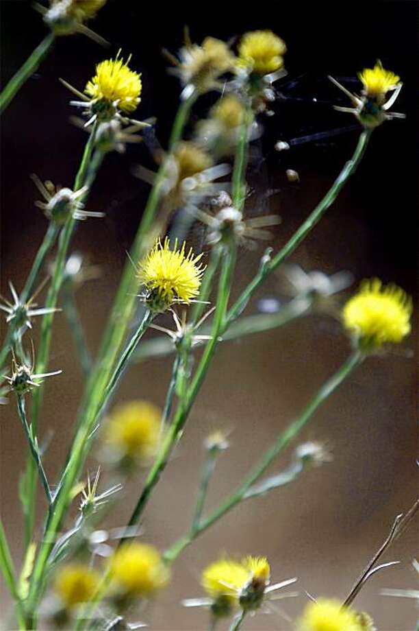 Invasive weeds grow with global warming - SFGate