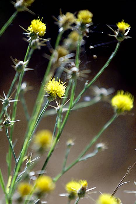 Invasive weeds grow with global warming